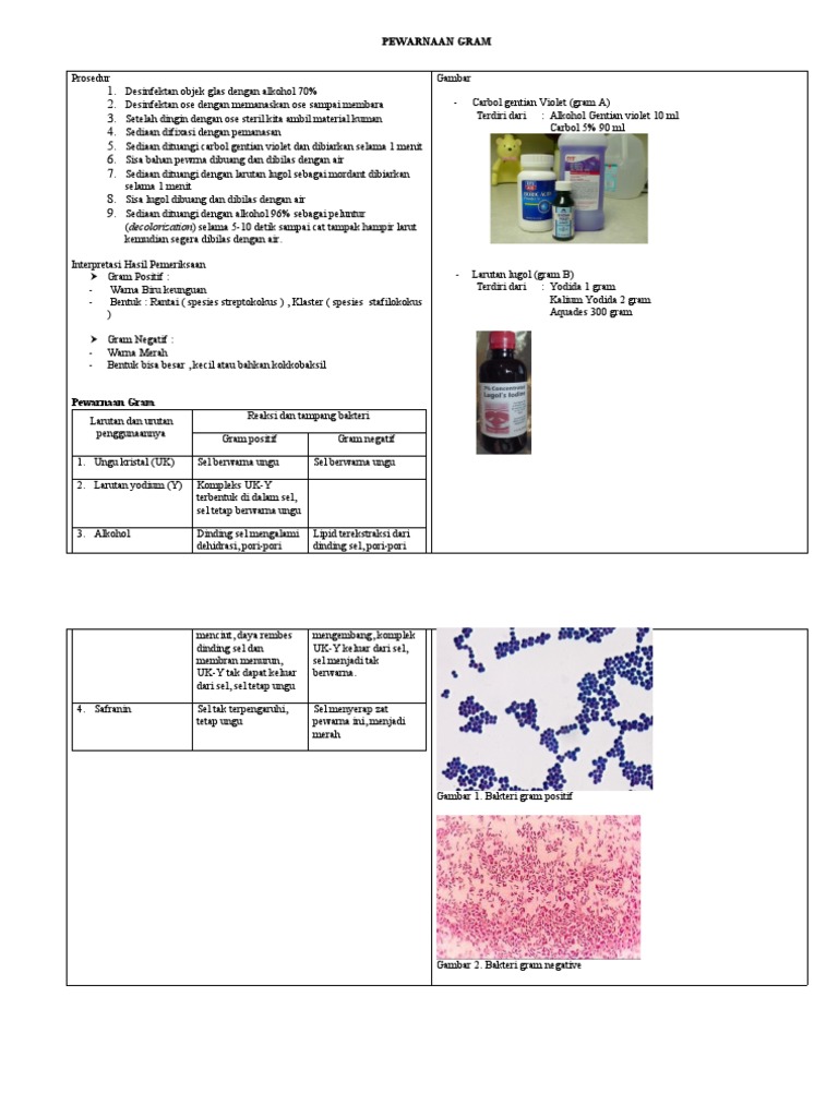 Pewarnaan Gram | PDF