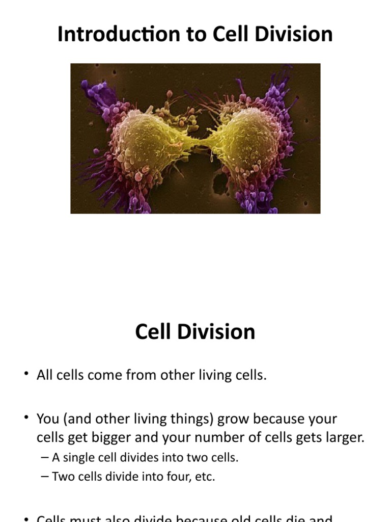 Cell Division Mitosis Meiosis PPT | PDF | Meiosis | Mitosis