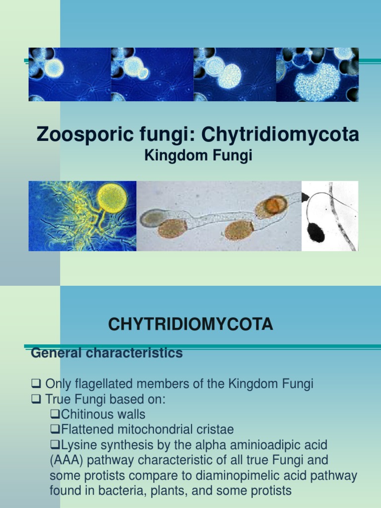 Introduction To The Chytridiomycota