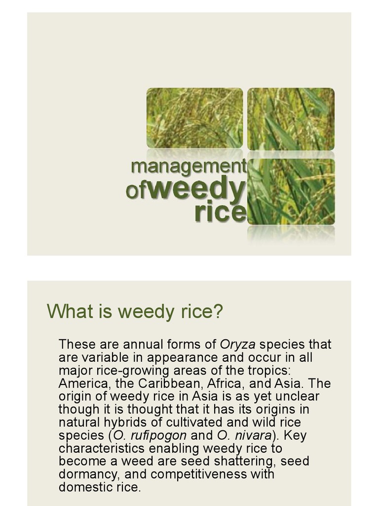 Management of Weedy Rice | PDF | Rice | Weed