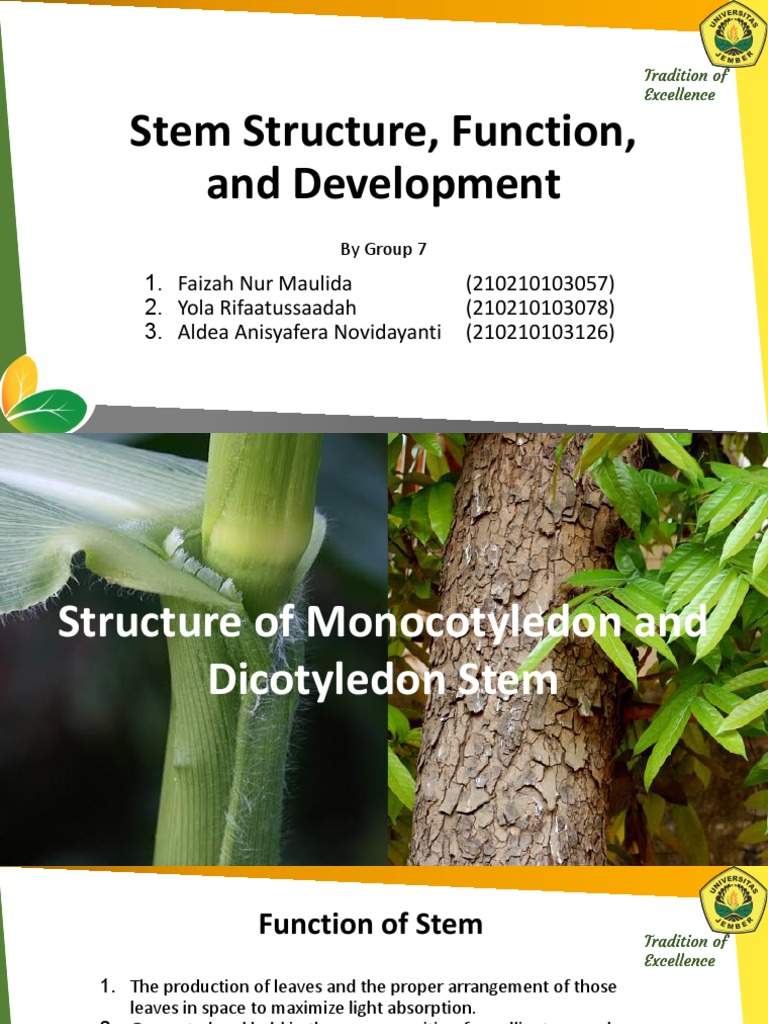 Stem Structure, Function, and Development | PDF | Plant Stem | Tissue ...