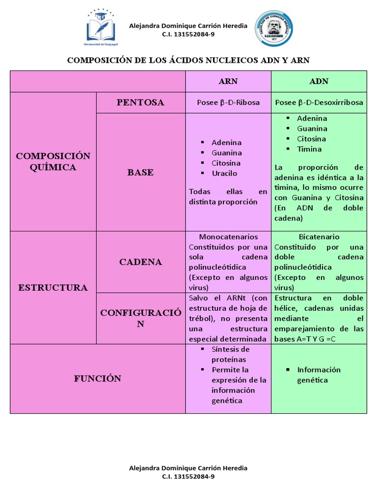 Cuadro Composición de Los Ácidos Nucleicos Adn y Arn | PDF