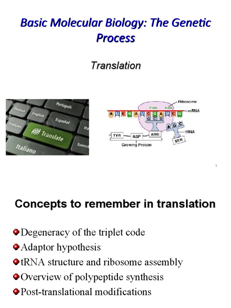 Translation | Download Free PDF | Translation (Biology) | Messenger Rna