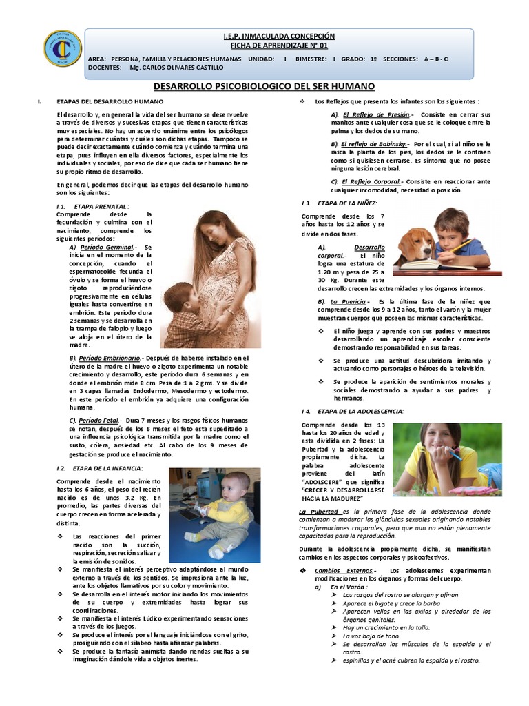 Ficha 1 Etapas Del Desarrollo Humano Pdf Embrión Adolescencia