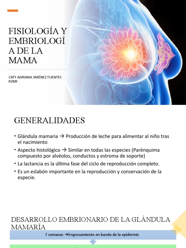 Embriologia y Fisiologia de La Mama | PDF | Pecho | Lactancia