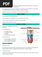 FARINGE y LARINGE - Anatomía II, Veterinaria | PDF | Laringe ...