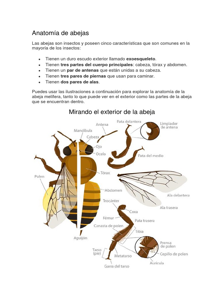 Anatomía de Abejas | PDF | Corazón | Insectos