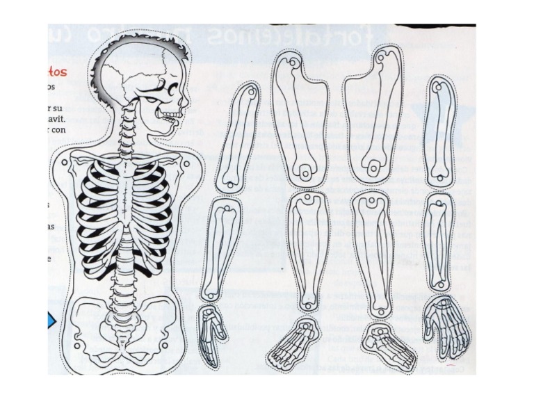 Esqueleto Armable | PDF