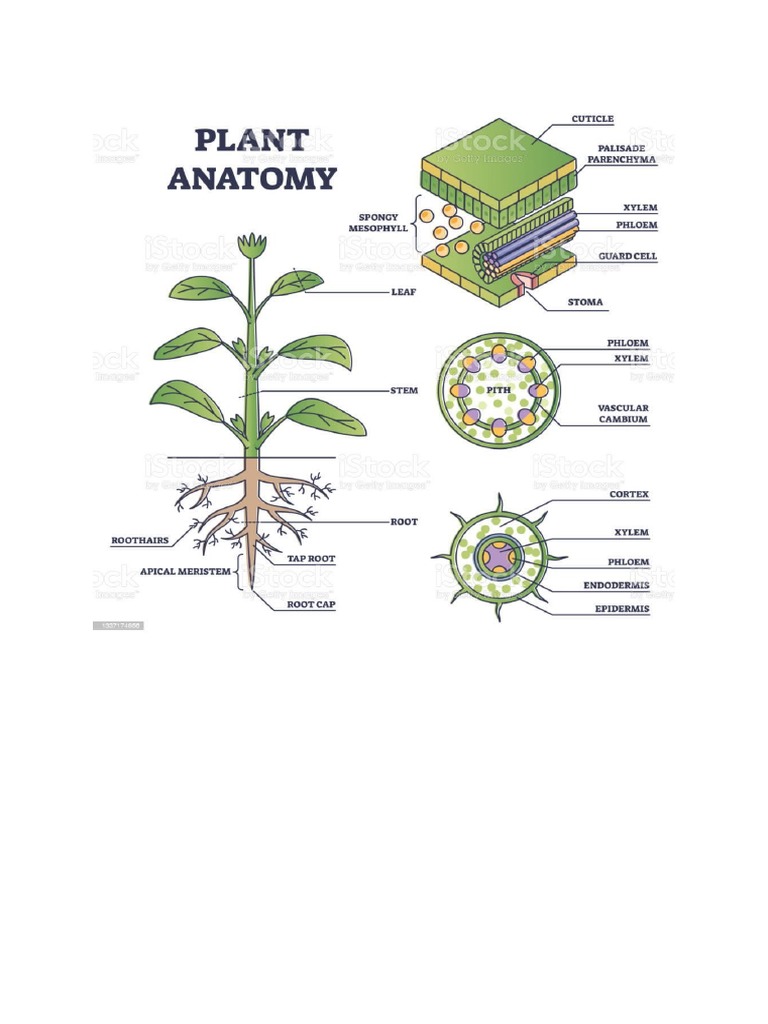 Plant ANATOMY | PDF
