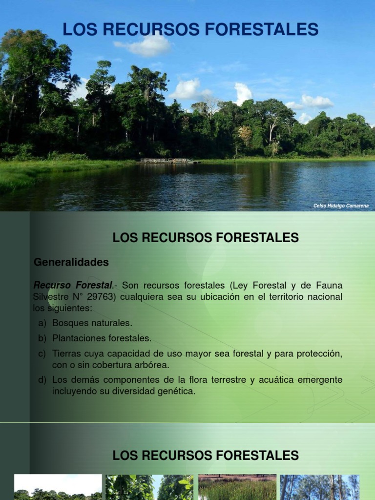 El Recurso Forestal (S-1) | PDF | Los bosques | Ecosistema