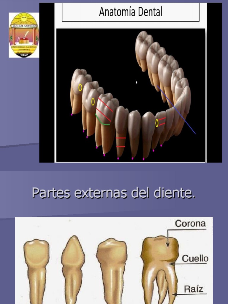 Anatomia Dental Pdf Diente Boca