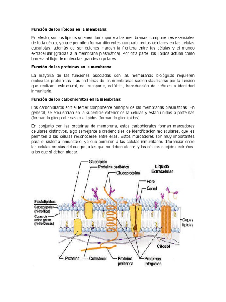 Función de Los Lípidos en La Membrana | PDF | Membrana celular | Lípido