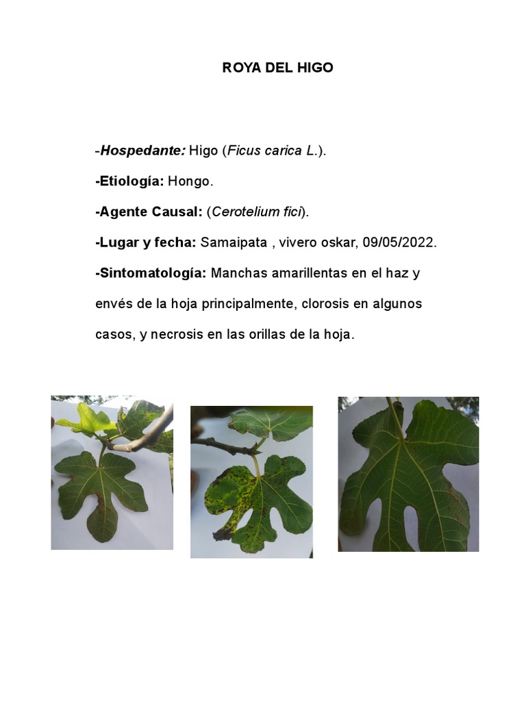 Roya del Higo: Cerotelium fici | PDF