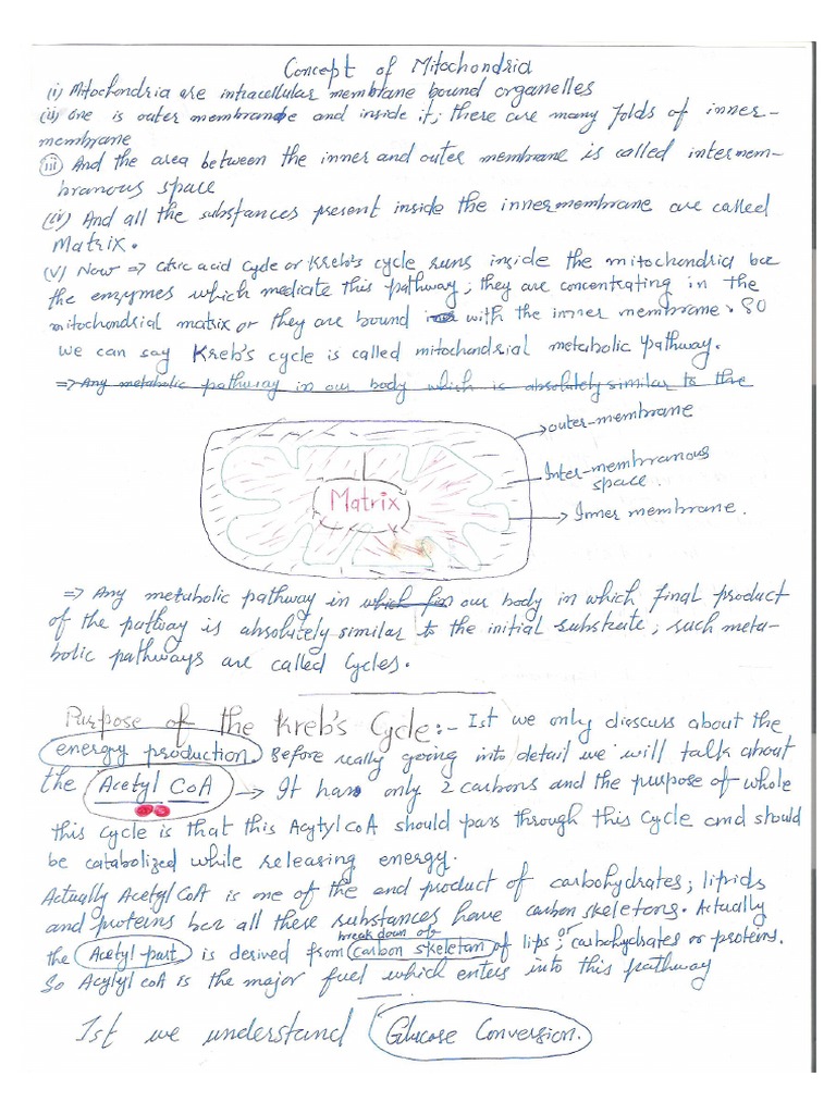 Kreb Cycle Tca Cycle PDF | PDF