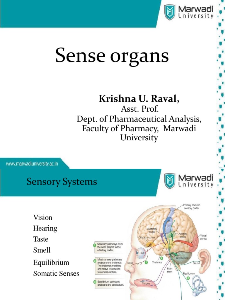 Sense Organs PDF | Download Free PDF | Ear | Human Eye