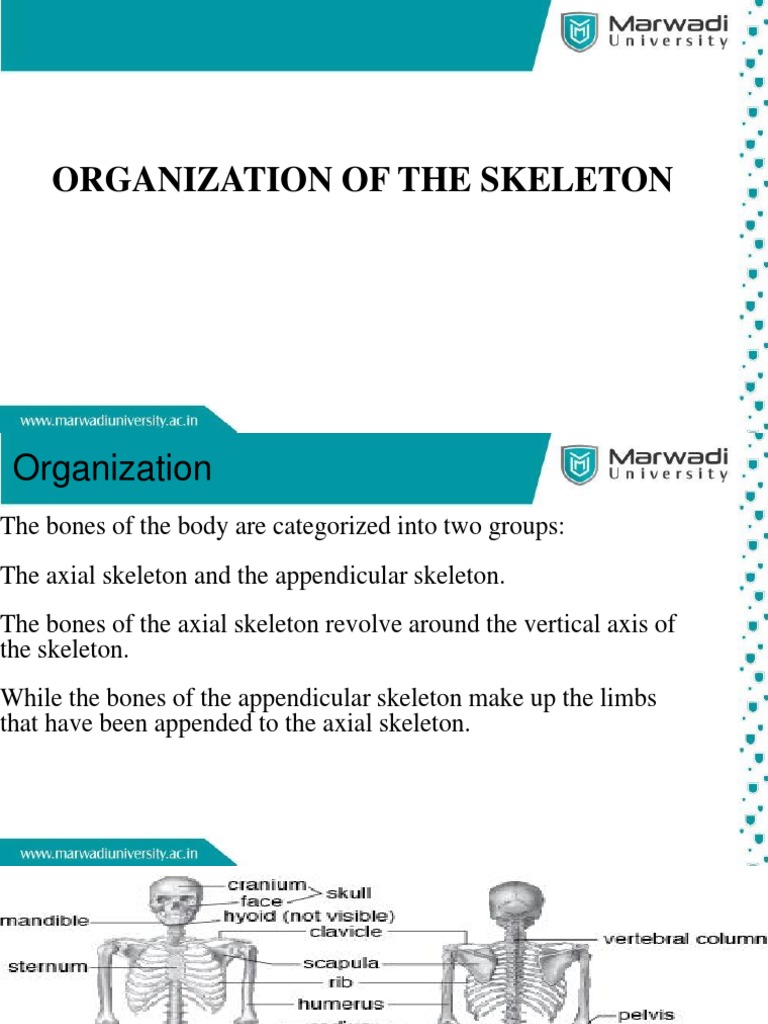 Skeletal System Overview | PDF | Vertebra | Pelvis