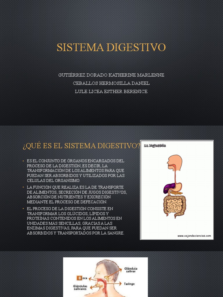 Funciones del Sistema Digestivo Infantil | PDF | Intestino grueso ...