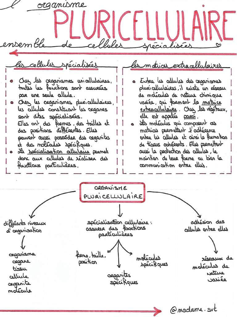 7 - L'organisme Pluricellulaire, Un Ensemble de Cellules Spécialisées ...