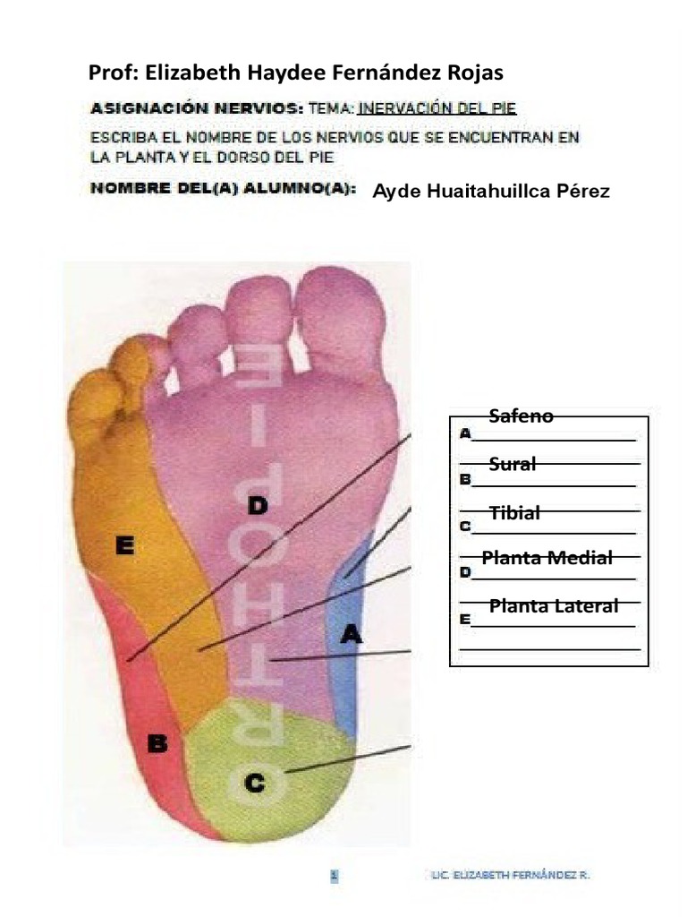 Nervios Del Pie | PDF