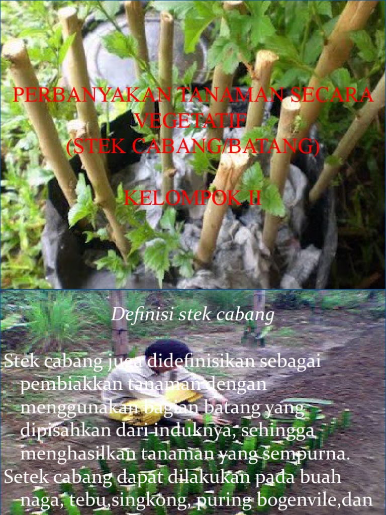 Perbanyakan Tanaman Secara Vegetatif (Stek Cabang | PDF