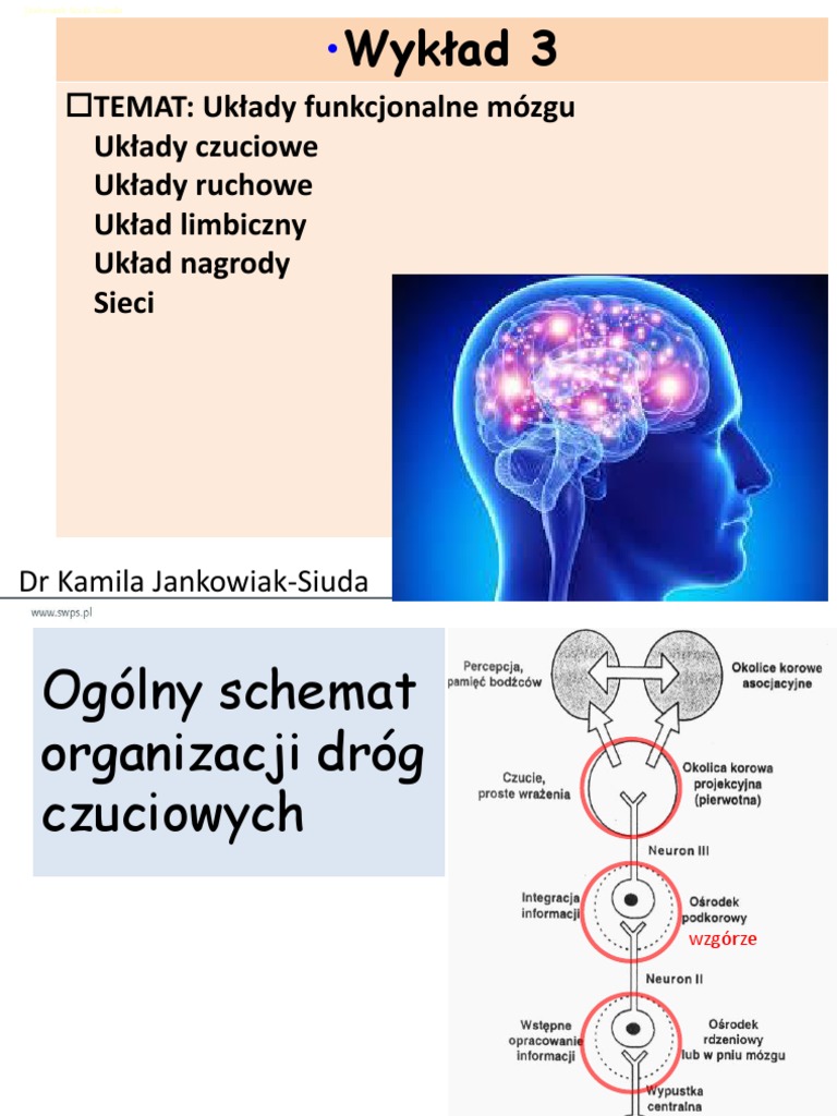 Funkcje Mózgu | PDF