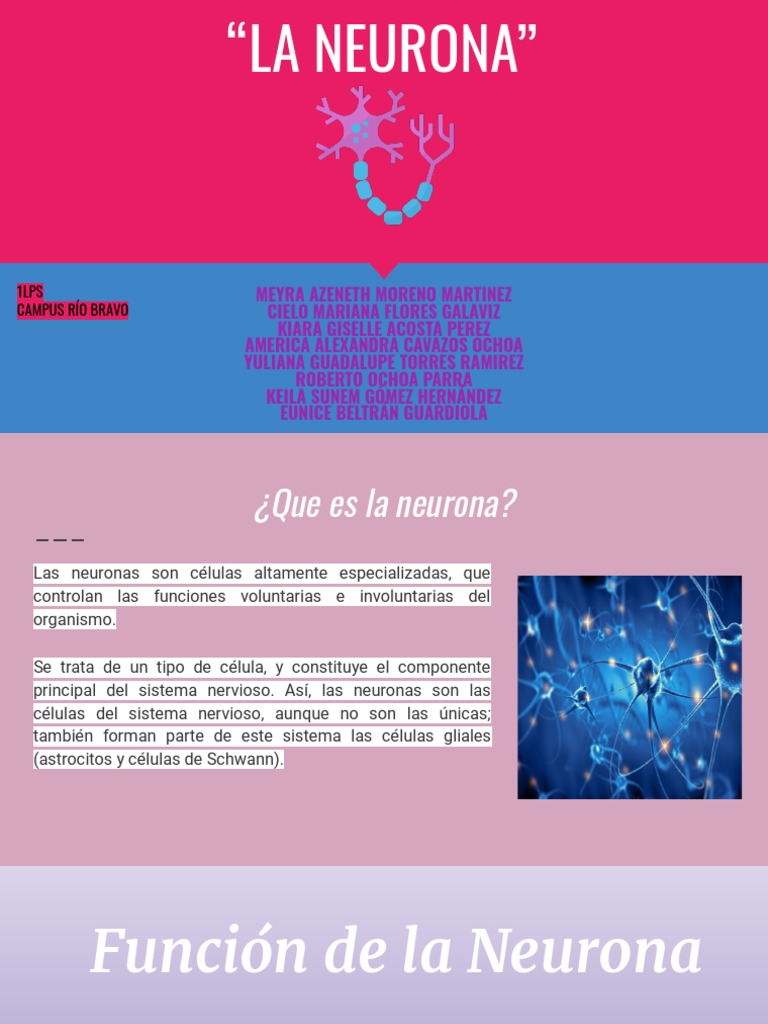 "La Neurona" PDF | Descargar gratis PDF | Neurona | Axon