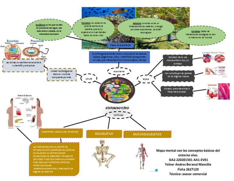 entorno vivo mapa | PDF | Ecosistema | Organismos