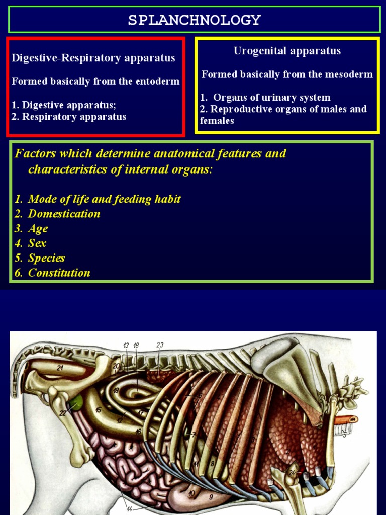 Splanchnology: Anatomy of Internal Organs | PDF | Peritoneum | Abdomen