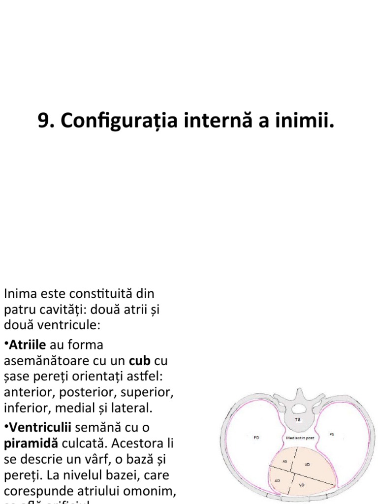 3 Inima | PDF