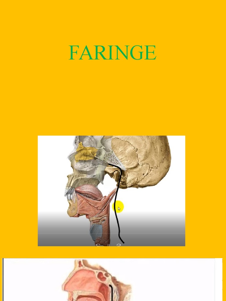 Anatomía de las estructuras musculares de la faringe | PDF