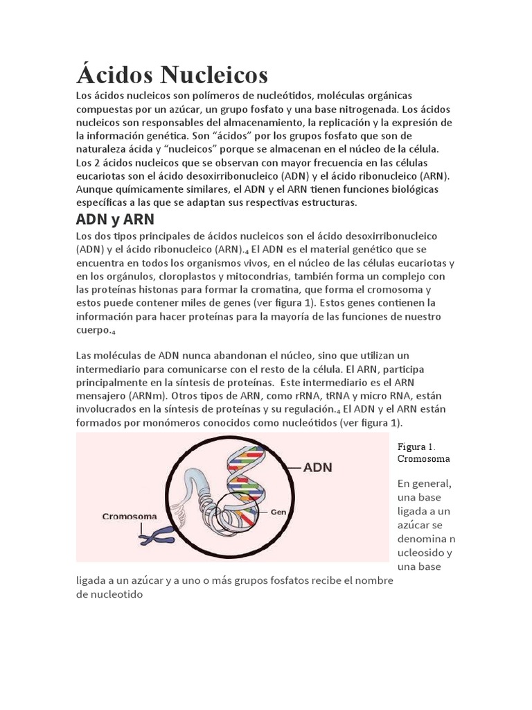 Acidos Nucleicos | Descargar gratis PDF | Adn | Rna