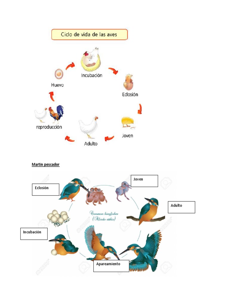 Ciclo de Vida de Las Aves | PDF