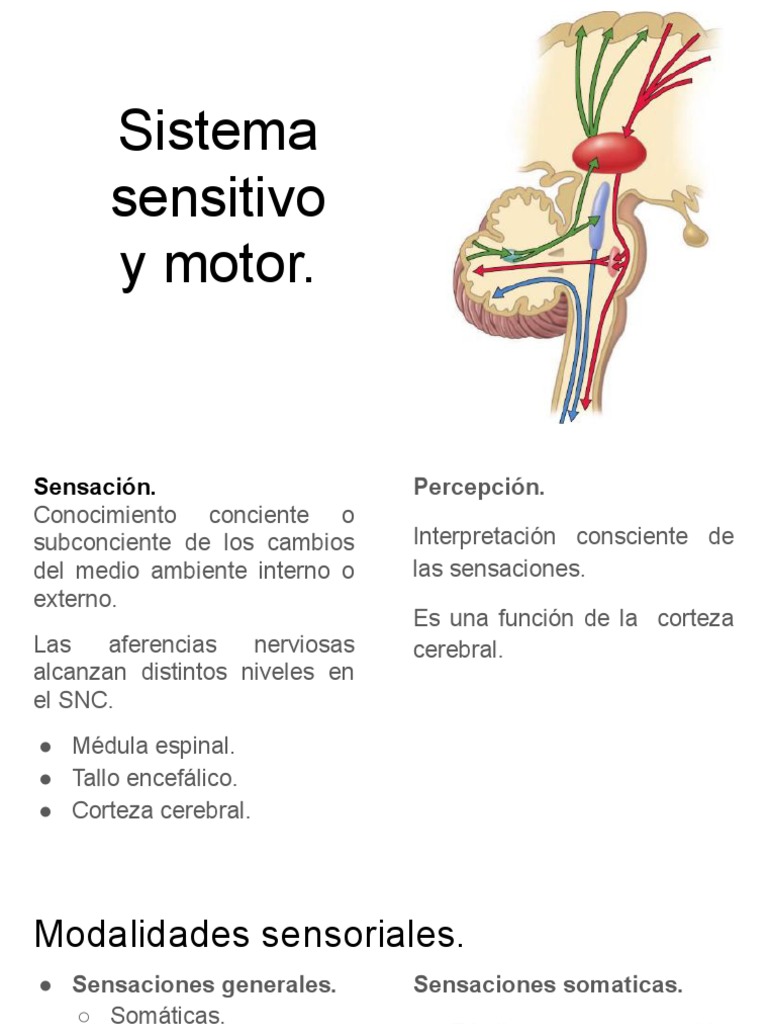 Sistema Sensitivo y Motor | PDF | Cerebro | Cerebelo