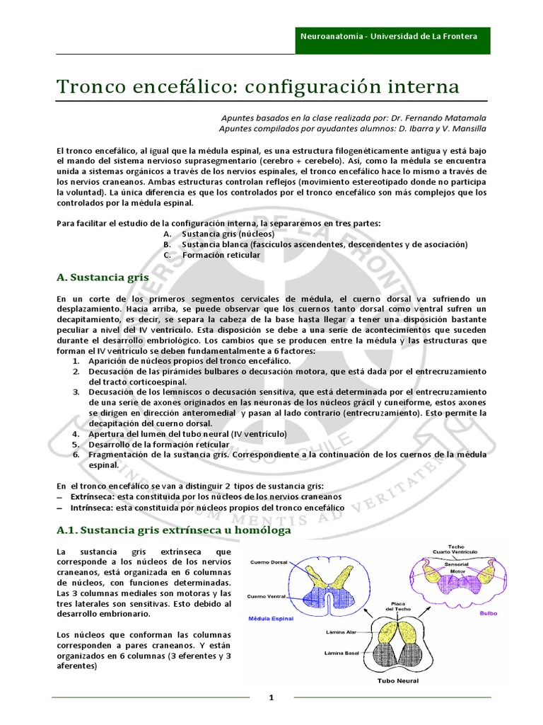 Configuración Interna de Tronco Encefálico PDF | PDF | Cerebelo | Nervio vago