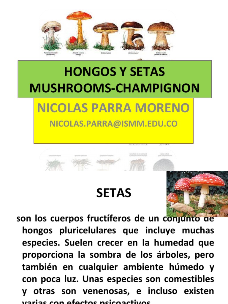 Hongos PDF | PDF | Hongo | Seta