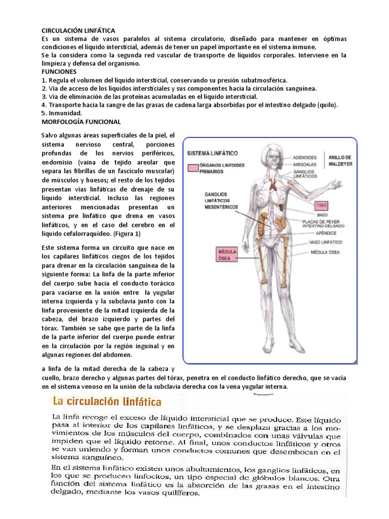 Funciones y morfología de la circulación linfática | PDF