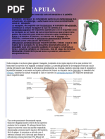 Anatomía de la Escápula y Cintura Escapular | PDF