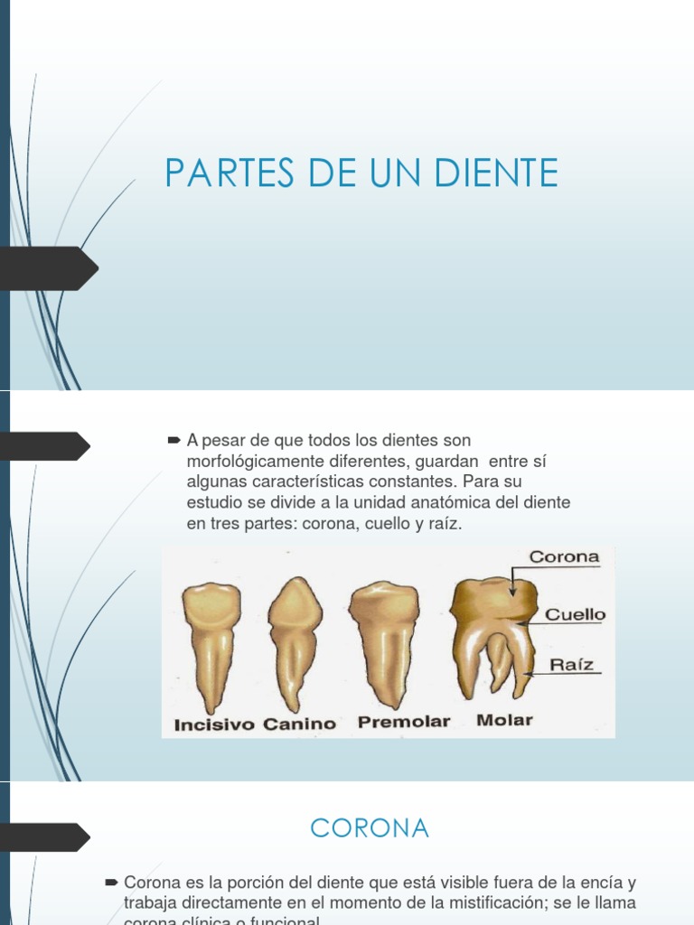 PARTES DE UN DIENTE Anatomia Dental | PDF | Boca | Ramas de Odontología
