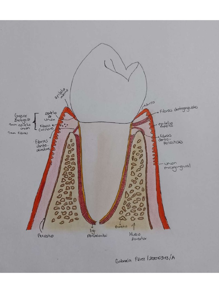 Dibujo Periodonto | PDF