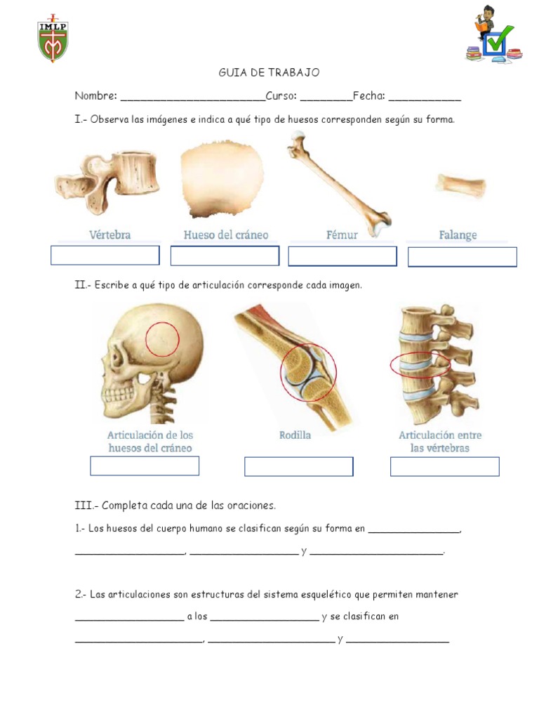 Guia De Trabajo Huesos Y Articulaciones Pdf