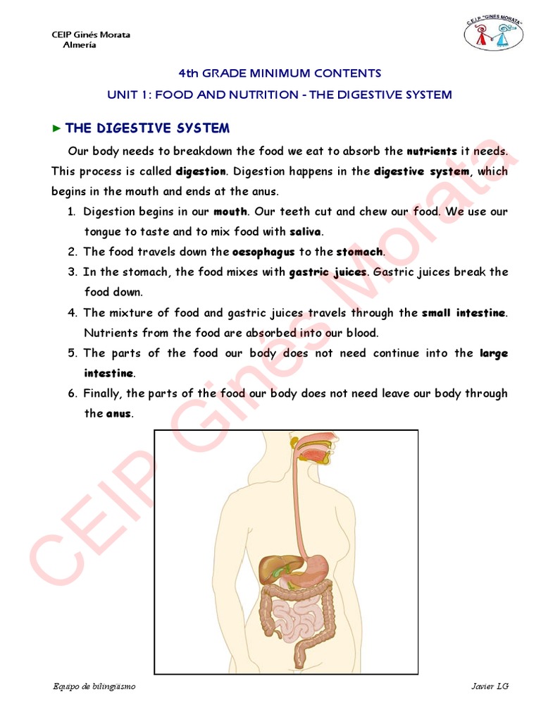 4th Grade Digestive System Guide | PDF | Digestion | Human Digestive System