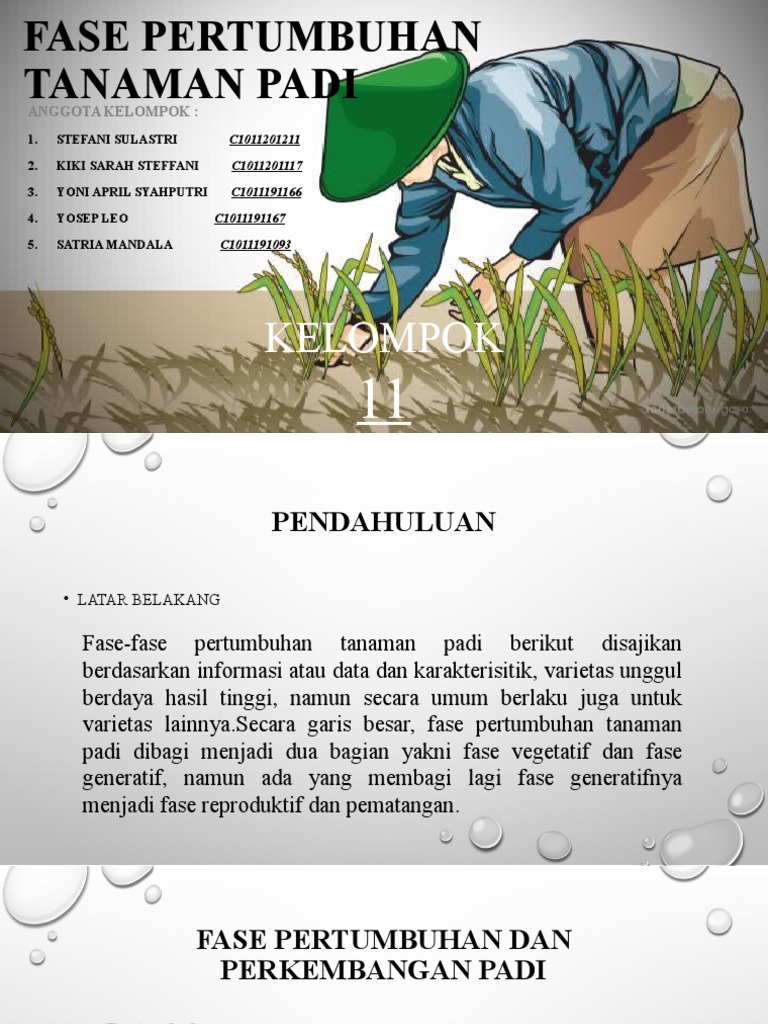 Kelompok 11 - Fase Pertumbuhan Padi | PDF