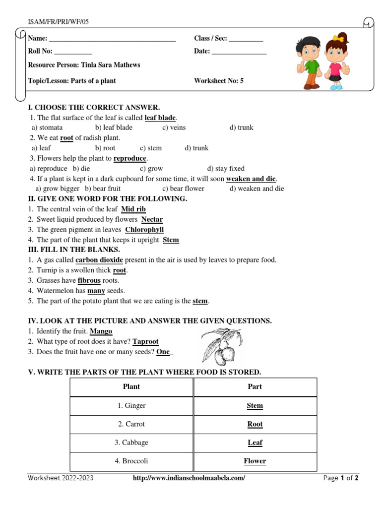 Worksheet - Parts of A Plant - Answer Key | PDF | Leaf | Plants