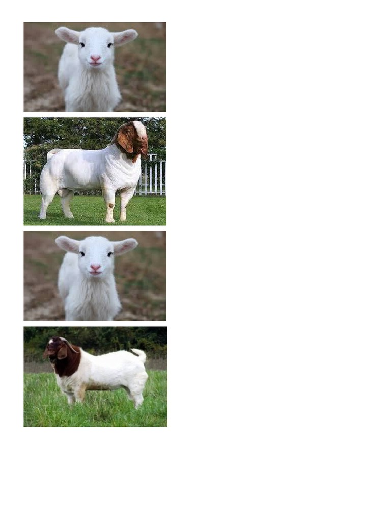 Biri-Biri Dan Kambing Boer | PDF