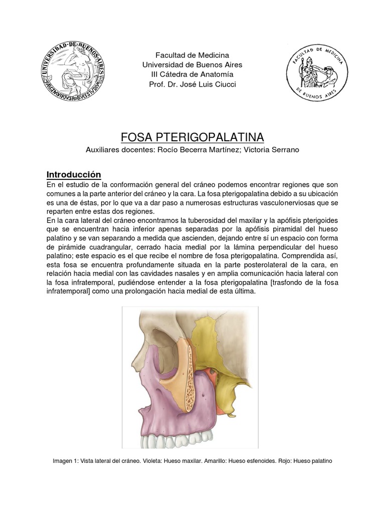 Fosa Pterigopalatina | PDF | Sistema musculoesquelético | Sistema ...