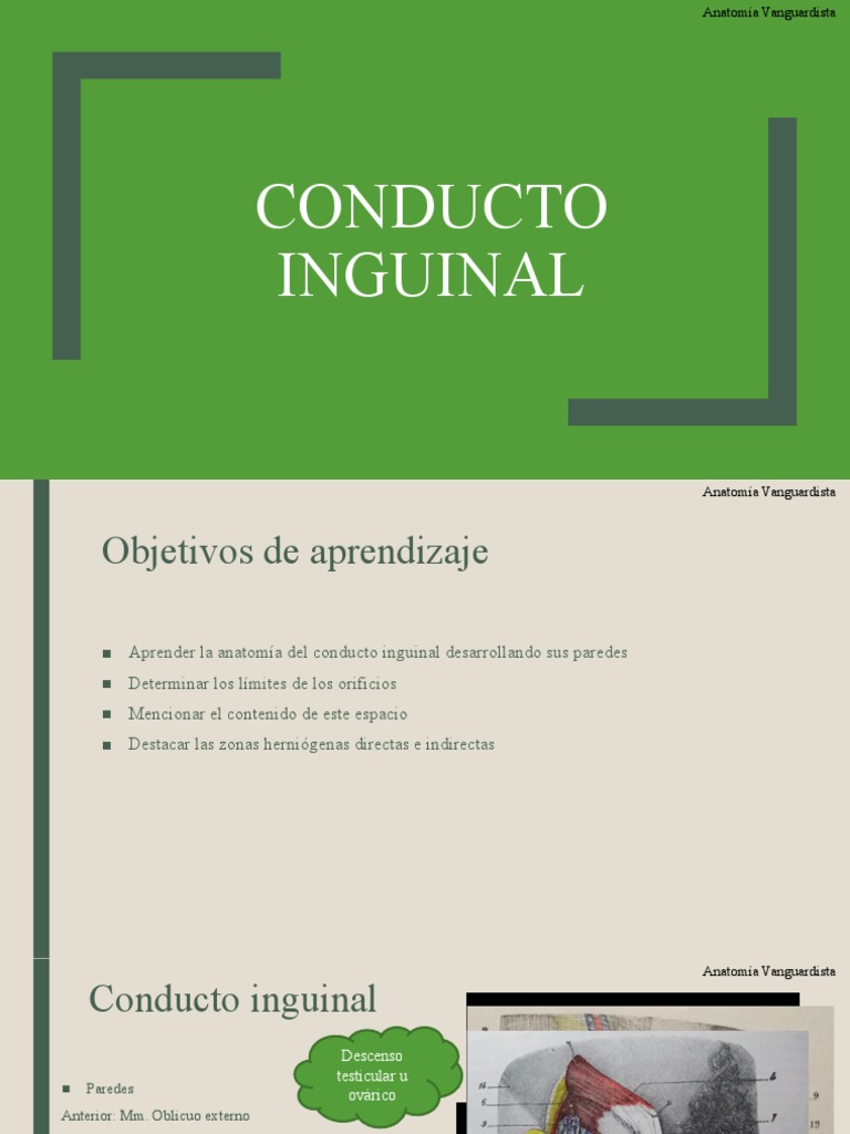 Anatomía del Conducto Inguinal | PDF | Abdomen | Morfología (biología)