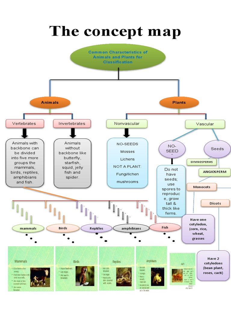 The Concept Map | PDF | Seed | Plants