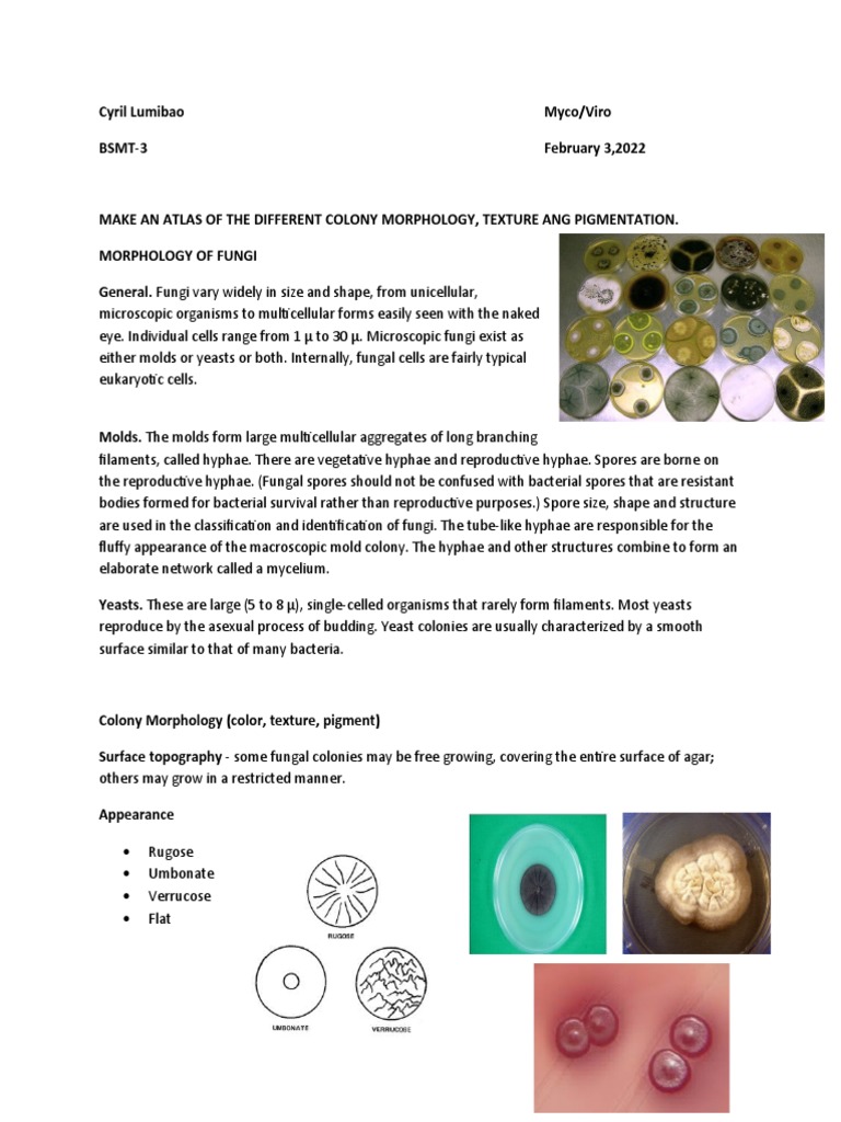 Fungal Colony Morphology Atlas | PDF