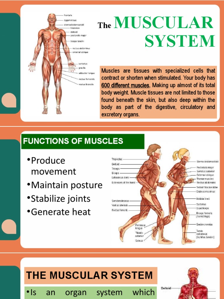 Overview of the Muscular System | PDF | Skeletal Muscle | Muscle ...