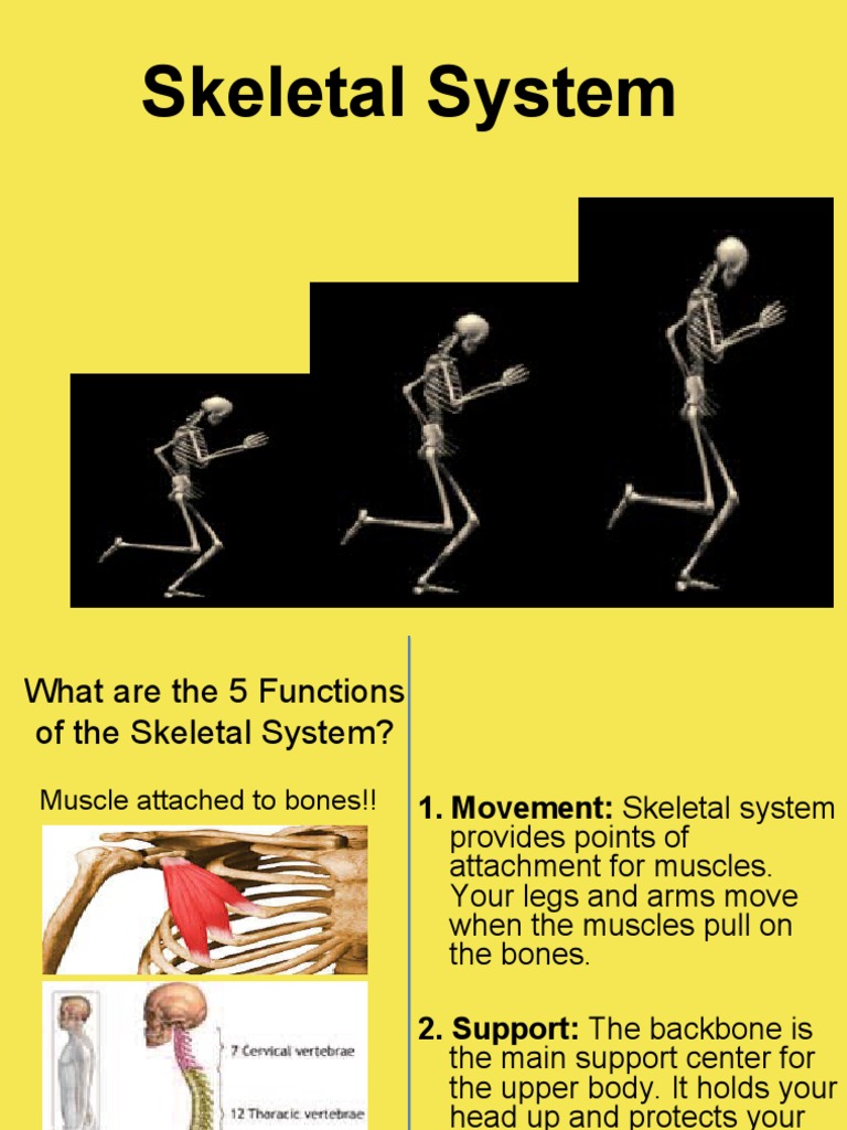 Skeletal System PowerPoint | PDF | Bone | Skeleton